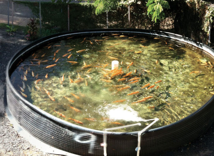 Small Scale Backyard Fish Farming – Mother Earth News